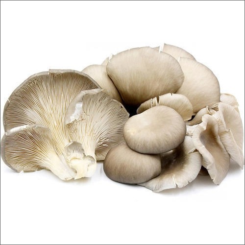 פטריית צדף פלורידה - PLEUROTUS FLORIDA - mushroom